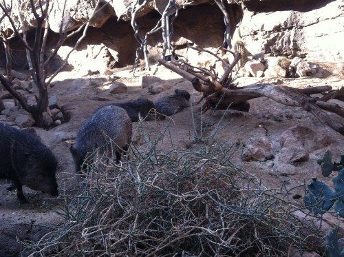 The World's Largest Indoor Desert Is In Omaha, Nebraska