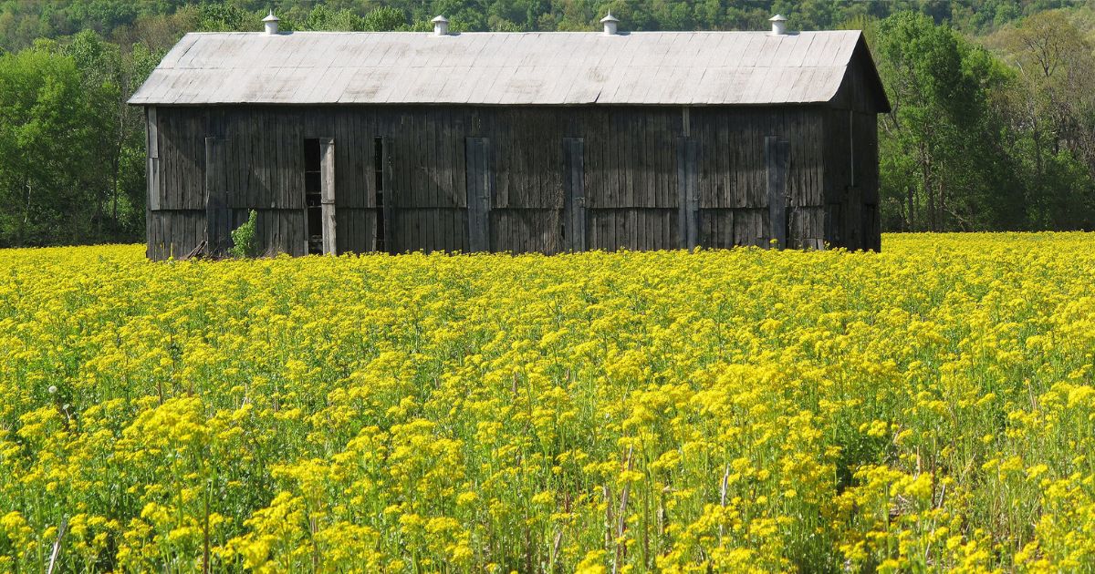 9 Devastatingly Gorgeous Flowering Fields In Kentucky That Will Take ...