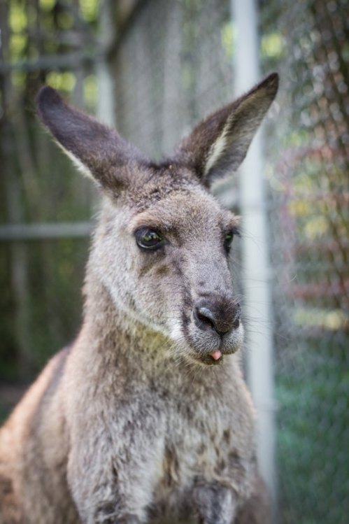 There's An Animal Zoo In Kentucky That's A Fun Hidden Gem