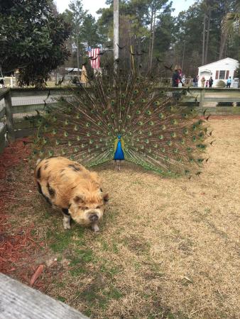 Aloha Safari Zoo In North Carolina Is A Little-Known Animal Sanctuary