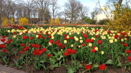 Wellfield Botanic Gardens Has the BEST Tulip Fields in Indiana