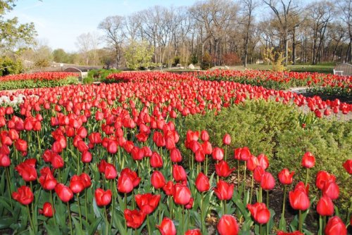 Wellfield Botanic Gardens Has the BEST Tulip Fields in Indiana