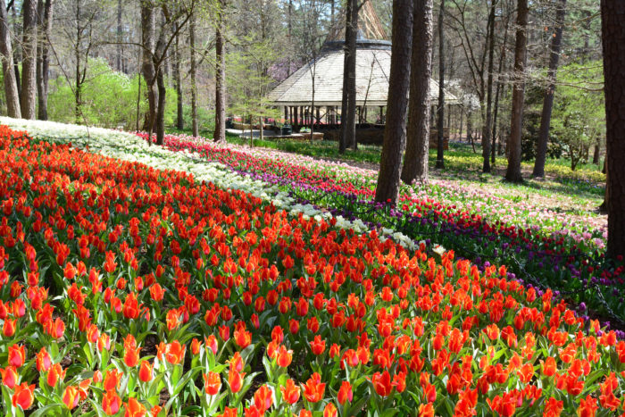 Garvan Woodland Gardens: A Trip To Arkansas's Neverending Tulip Field ...