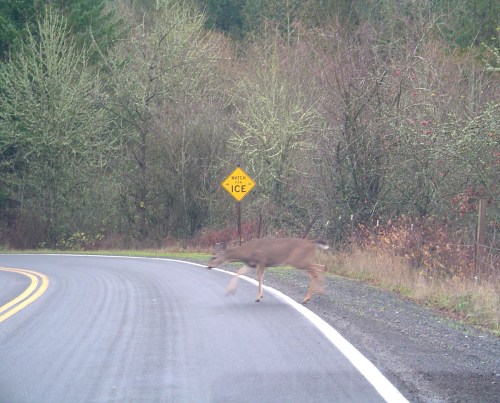 Top 6 Scenic Drives Near Portland, Oregon