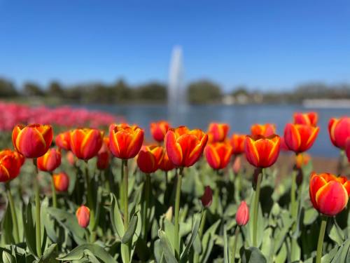 City Park Flowers: Great Spring Attraction In New Orleans