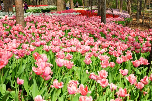 Garvan Woodland Gardens: A Trip To Arkansas's Neverending Tulip Field ...