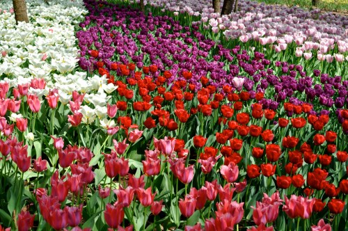 Garvan Woodland Gardens: A Trip To Arkansas's Neverending Tulip Field ...