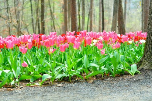 Garvan Woodland Gardens: A Trip To Arkansas's Neverending Tulip Field ...