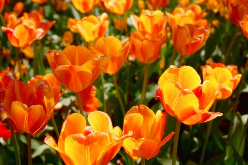 Garvan Woodland Gardens: A Trip To Arkansas's Neverending Tulip Field ...