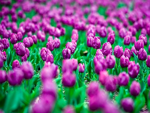 Garvan Woodland Gardens: A Trip To Arkansas's Neverending Tulip Field ...