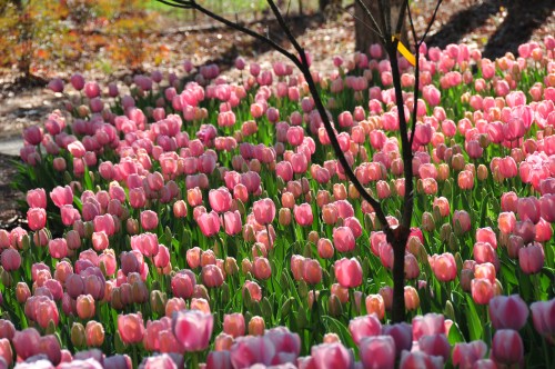 Garvan Woodland Gardens: A Trip To Arkansas's Neverending Tulip Field ...