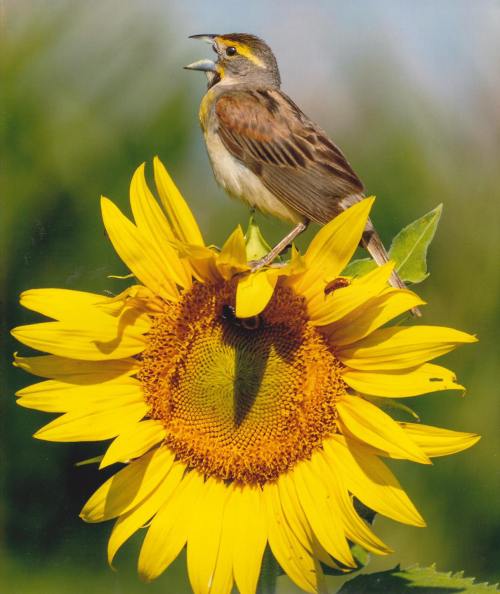 Sunflower Trail & Festival: Flower Festival In Louisiana