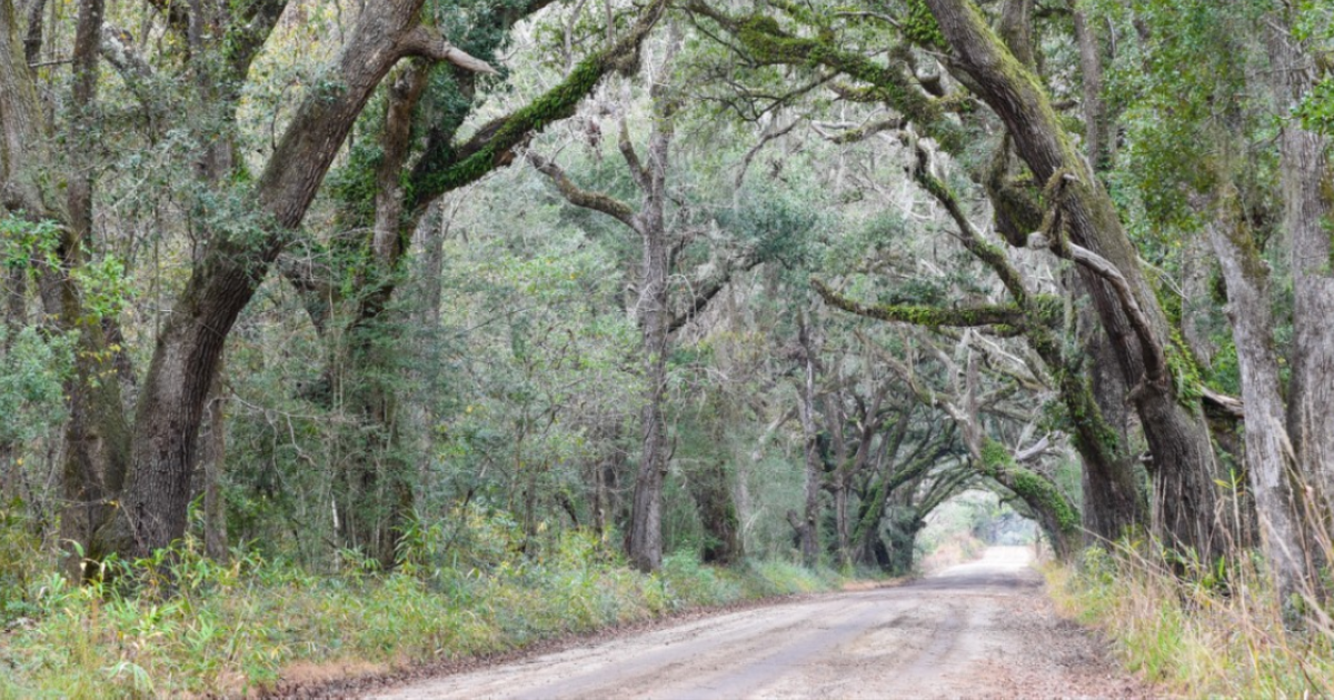 The 7 Best Backroads In South Carolina For A Long Scenic Drive