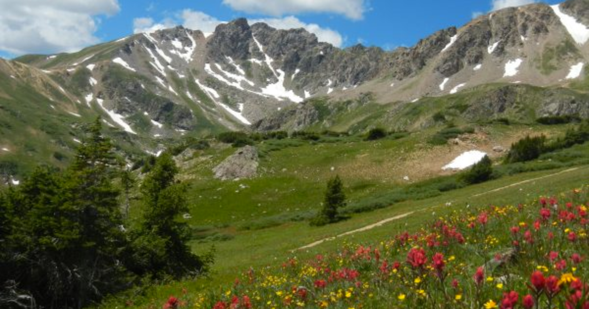 Wildflowers In Denver: Herman Gulch Is The Best Wildflower Trail