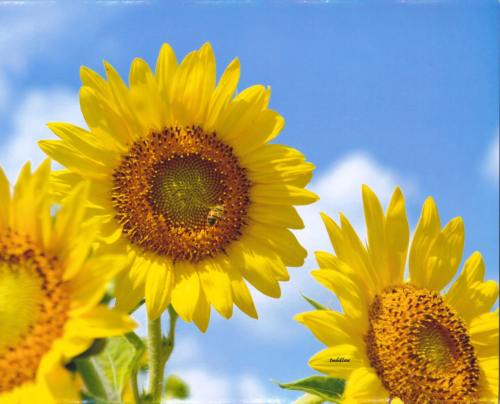 Sunflower Trail & Festival: Flower Festival In Louisiana