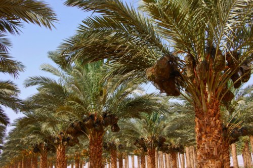 Things To Do In Dateland Arizona: The Town Known For Its Shakes