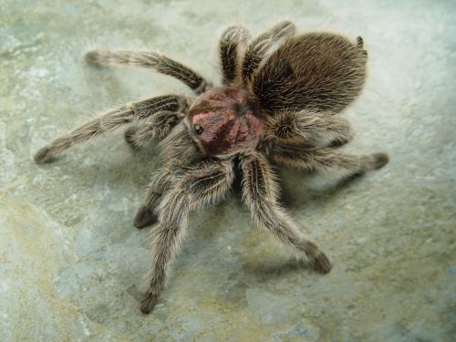 Manhattan's K-State Insect Zoo Is A Buggy Hidden Zoo In Kansas
