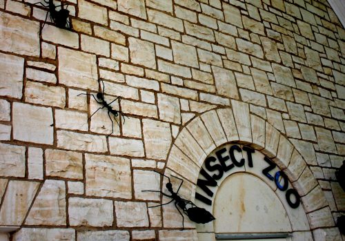 Manhattan's K-State Insect Zoo Is A Buggy Hidden Zoo In Kansas