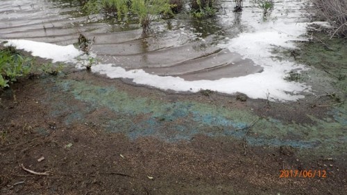 3 Lakes In Idaho With Potentially Dangerous Levels of Algae