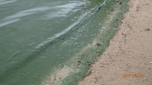 3 Lakes In Idaho With Potentially Dangerous Levels of Algae