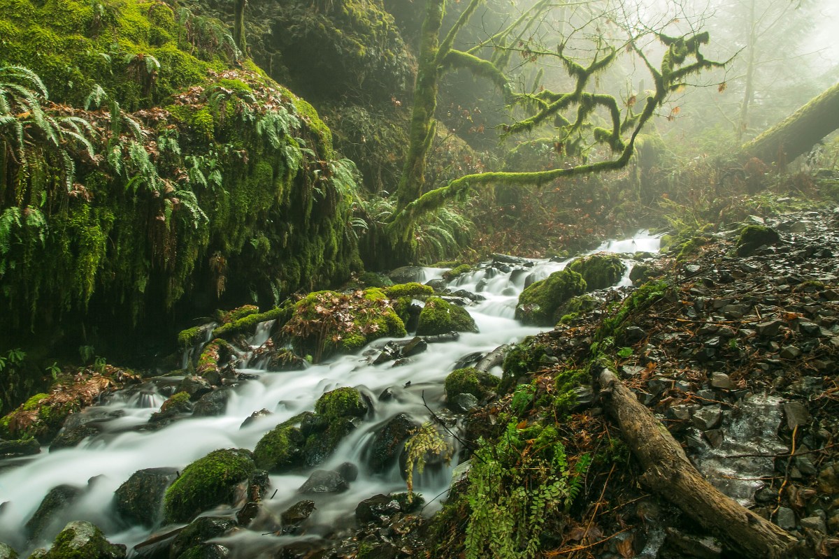 Waterfalls Near Me: This Hike Leads To Two Falls In Portland, Oregon