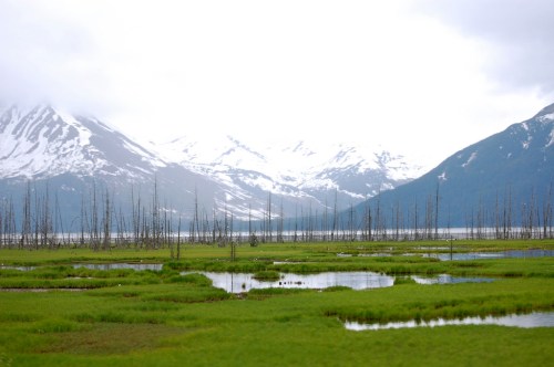 The Ghost Forest Alaska Is Hauntingly Beautiful