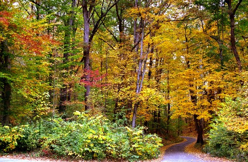 Take This Road Trip To See The Best Fall Foliage In Cincinnati