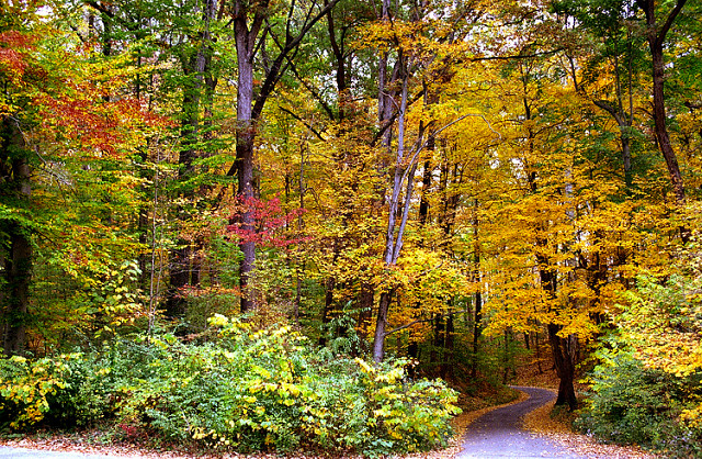 This Map Will Tell You When To See Fall Colors In Cincinnati