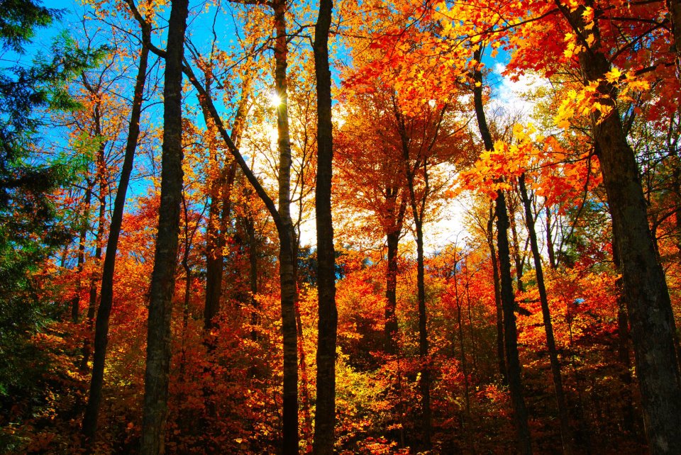 This Map Shows When To See Fall Colors In New York