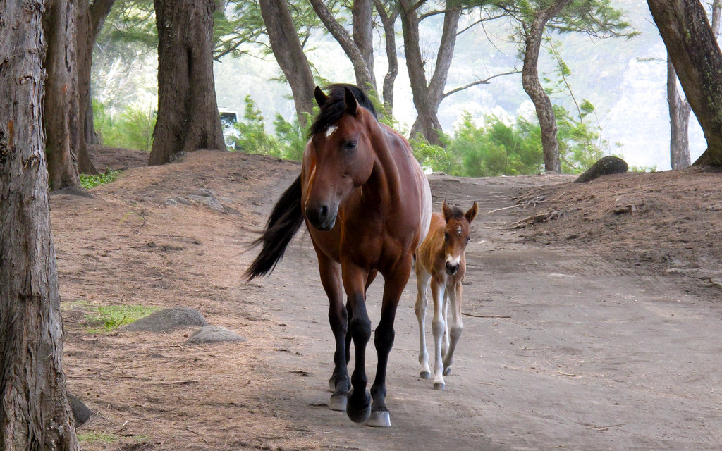 The Breathtaking Place In Hawaii Where You Can Watch Wild Horses Roam