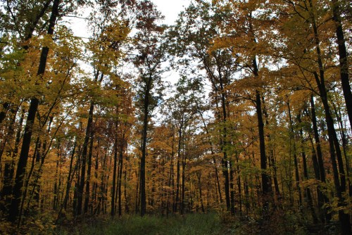 Top 12 Scenic Drives in Wisconsin for Breathtaking Views