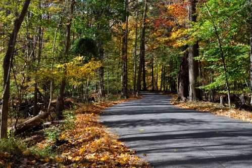 Forests | Only In Baltimore
