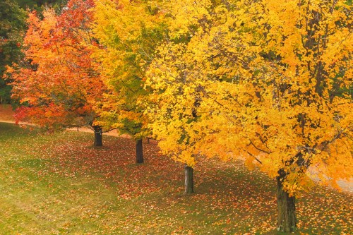 This Map Shows You When To See Fall Foliage In Vermont
