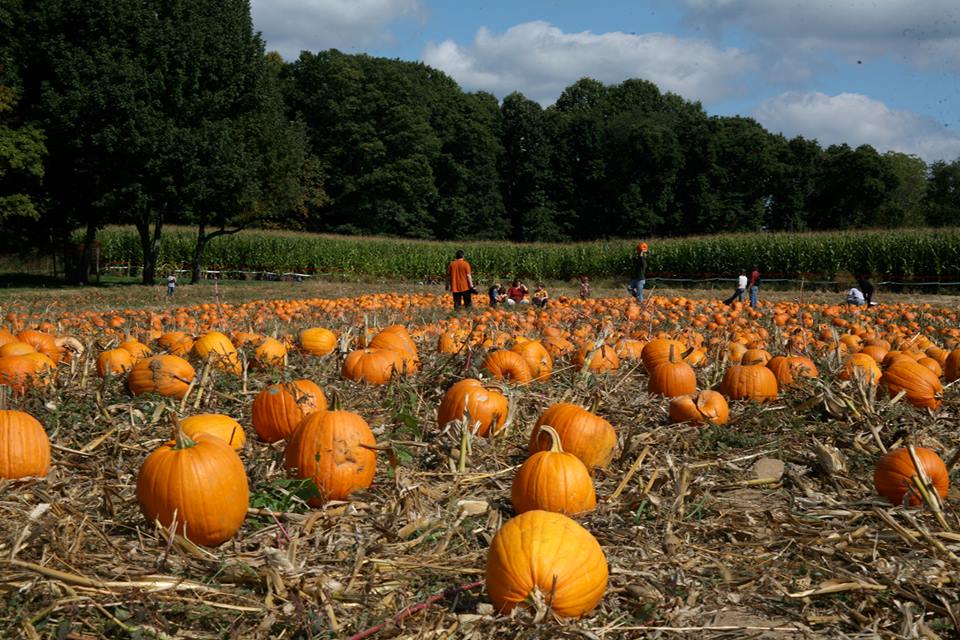 Maize Quest Fun Park Is The Largest Pumpkin Patch In Pennsylvania