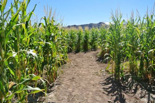 6 Of The Best Corn Mazes In Nevada To Check Out This Fall Season