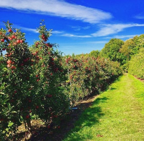 The 10 Best Apple Orchards In Massachusetts For A Fall Day