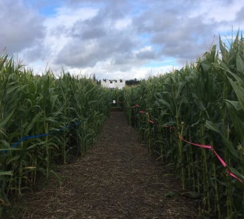 Check Out These Haunted Corn Mazes In Oregon... If You Dare