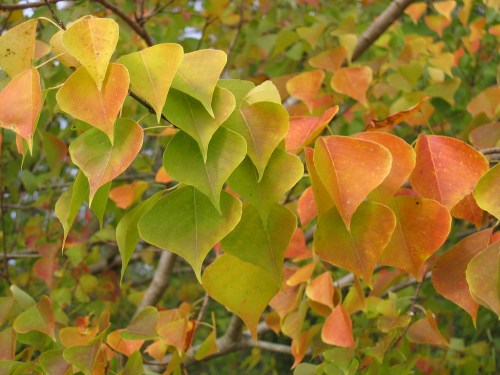 When To See Autumn Colors And Peak Fall Foliage In Florida