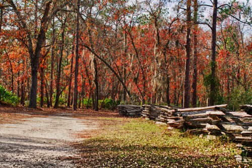 When To See Autumn Colors And Peak Fall Foliage In Florida