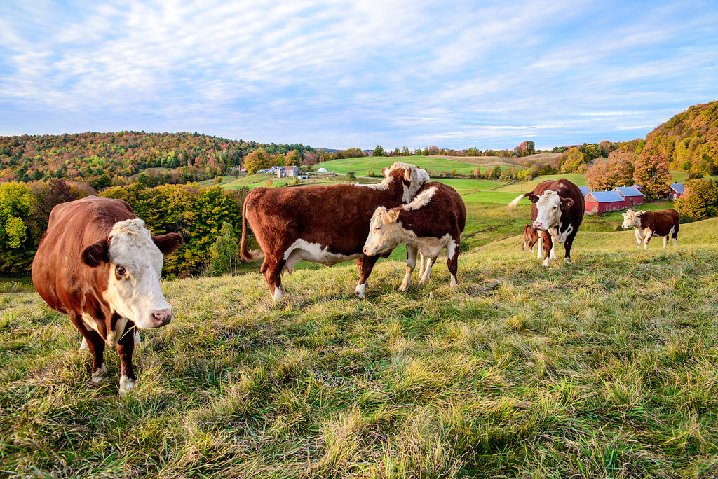 Here’s Why Most People Think Vermont Has More Cows Than People