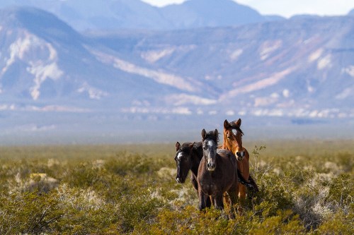 Explore the Serene Beauty of the American Countryside