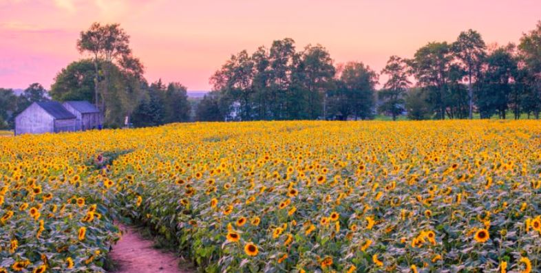 17 Serene Scenes From The U.S. Countryside That Will Have You Longing ...