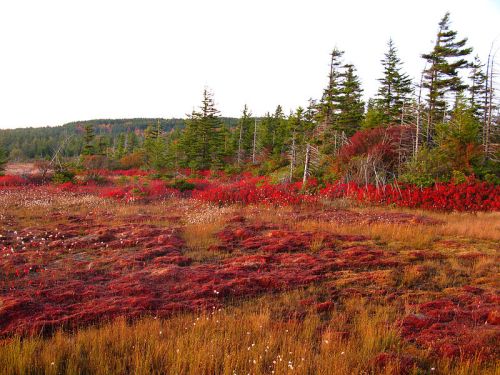 Best Time To Visit Cranberry Glades, West Virginia's Exotic Place