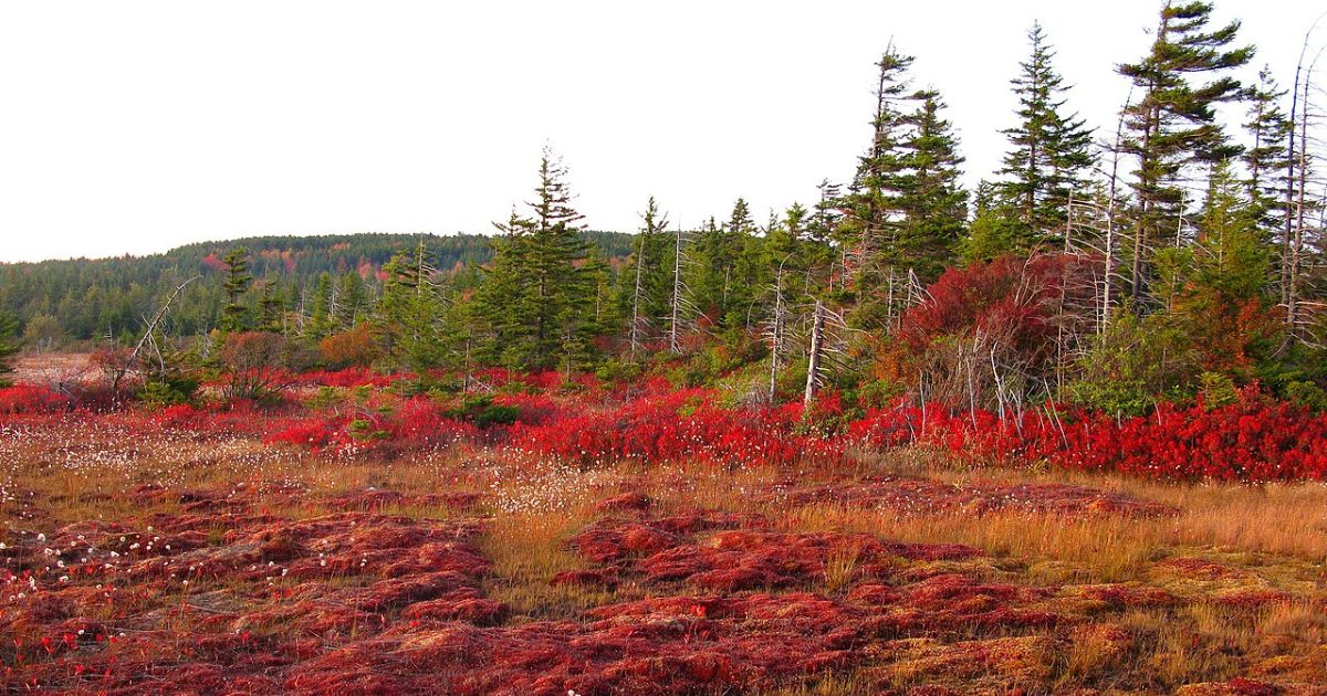 Best Time To Visit Cranberry Glades, West Virginia's Exotic Place