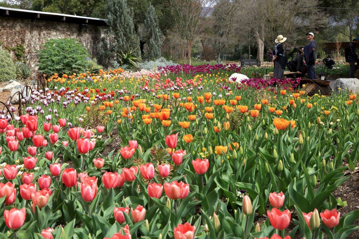 See Tulips In Southern California At Descanso Gardens