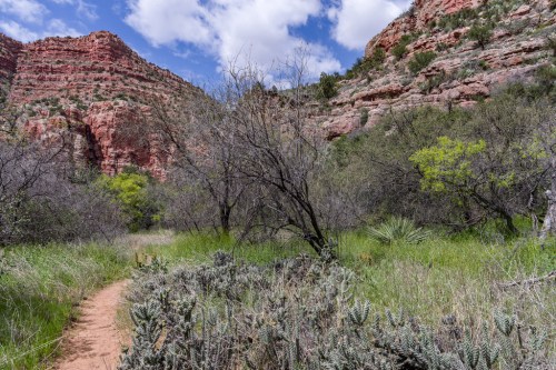 Things To Do In Springtime: Best Hiking Trails In Arizona