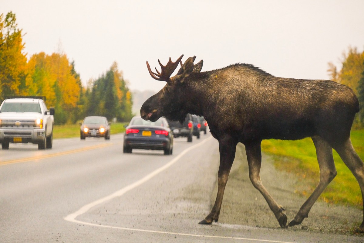 Recycled Roadkill From The Streets Of Alaska Are Turned Into A Great Meal