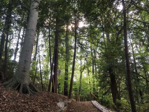 Fernbank Forest Is A Fairy-Tale Old-Growth Forest In Georgia