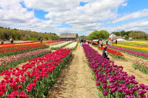 The Tulip Farm In Rhode Island That You Must Visit This Spring