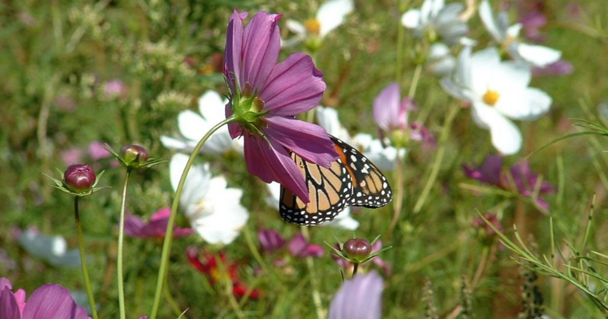 This Field Of Wildflowers In Virginia Is Simply Breathtaking